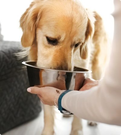 Startseite - RONDO FOOD